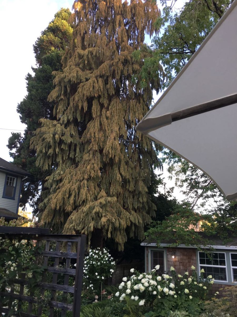 The Dying Cedar – On The Way